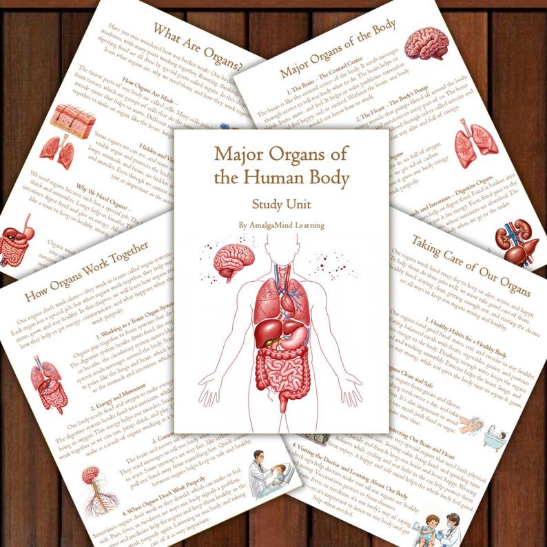 Human Body Unit Study, Human Organs, Human Anatomy, Heart Anatomy ...