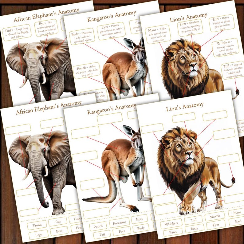 Mammals Unit Study Worksheets | Kids Printable| Montessori 3-part Cards ...