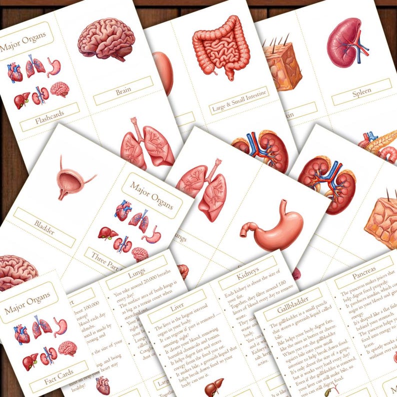 Human Body Unit Study Worksheets, Human Organs, Human Anatomy, Heart ...