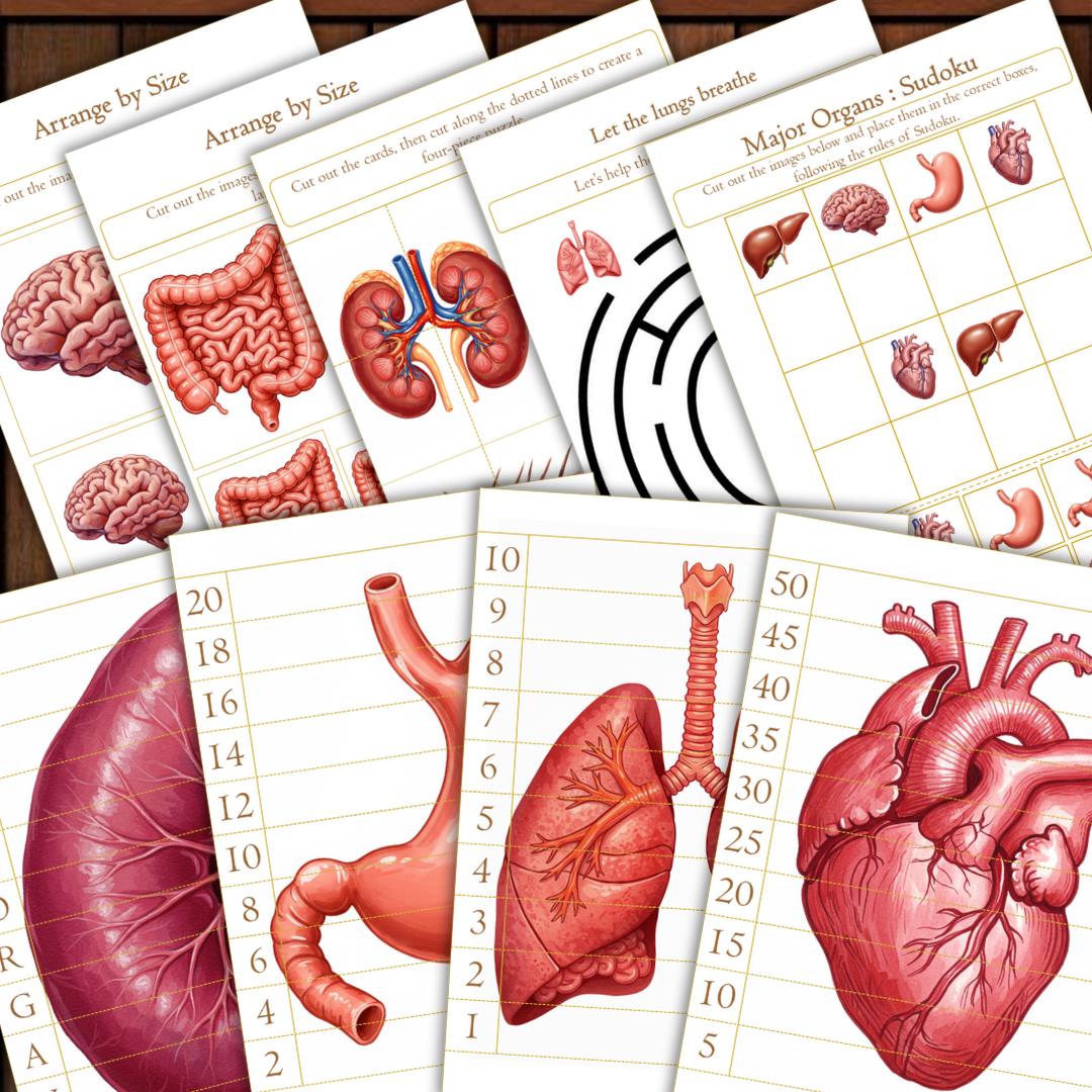 Human Body Unit Study, Human Organs, Human Anatomy, Heart Anatomy ...