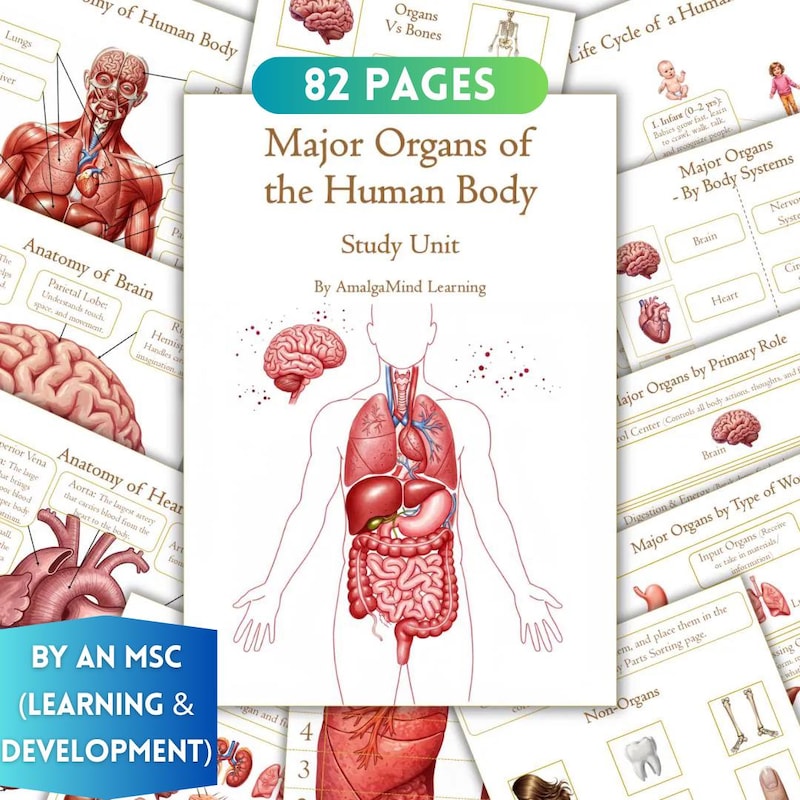 Human Body Unit Study - Etsy