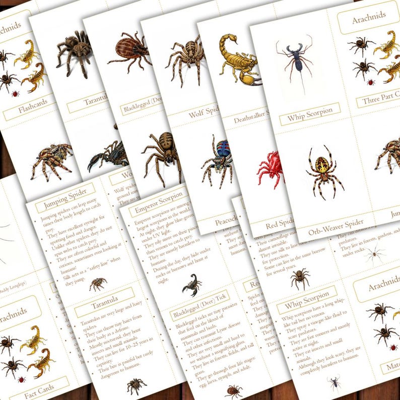 Arachnids Unit Study Worksheets: Spiders, Scorpions, Anatomy, Life ...