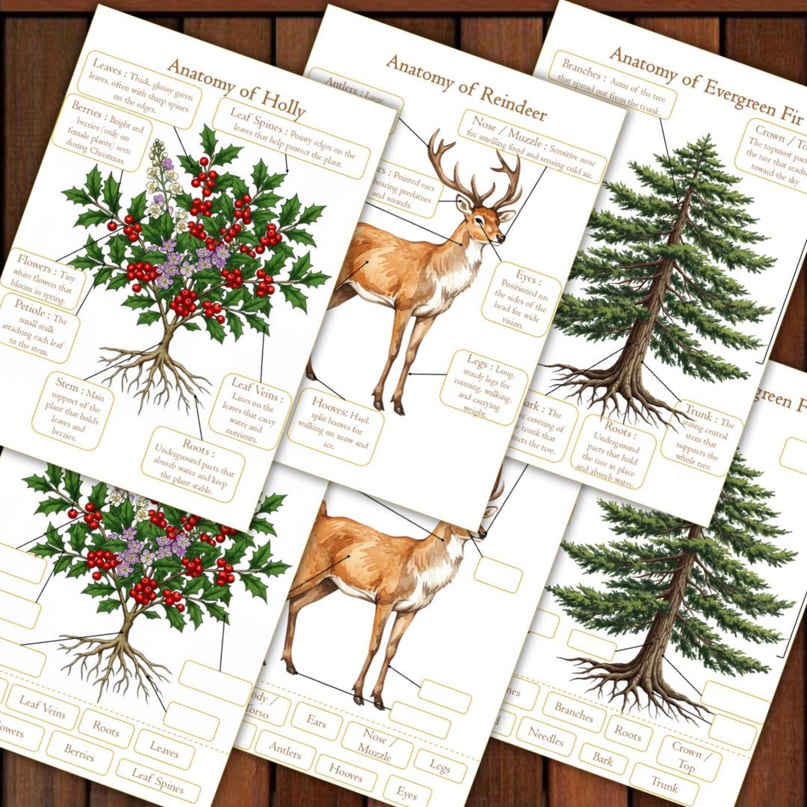 Winter Solstice Unit Study, Symbols, Snowflakes, Constellations ...