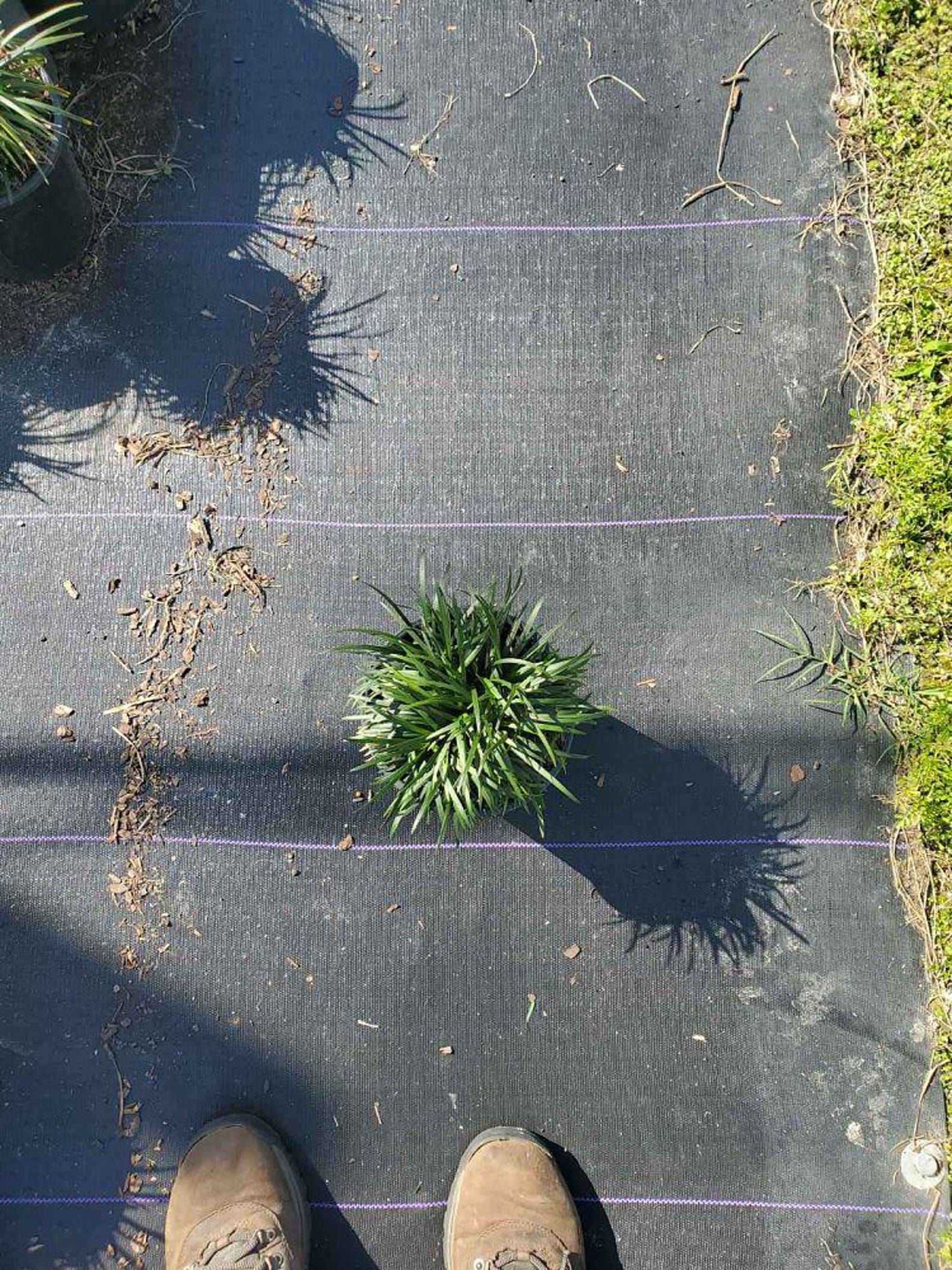 Dwarf Mondo Grass 1gal Pots - Etsy