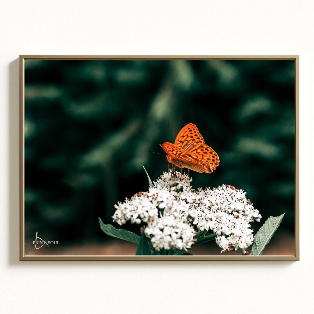 Orange Butterfly Print: Nature Photography, White Flowers (digital ...