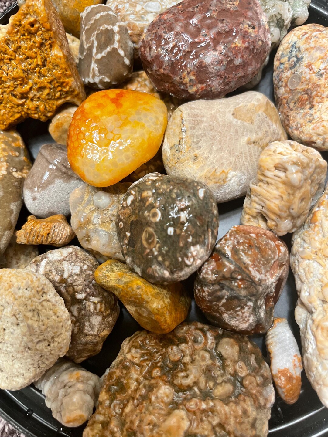 Ancient Lake Michigan Fossils - Etsy