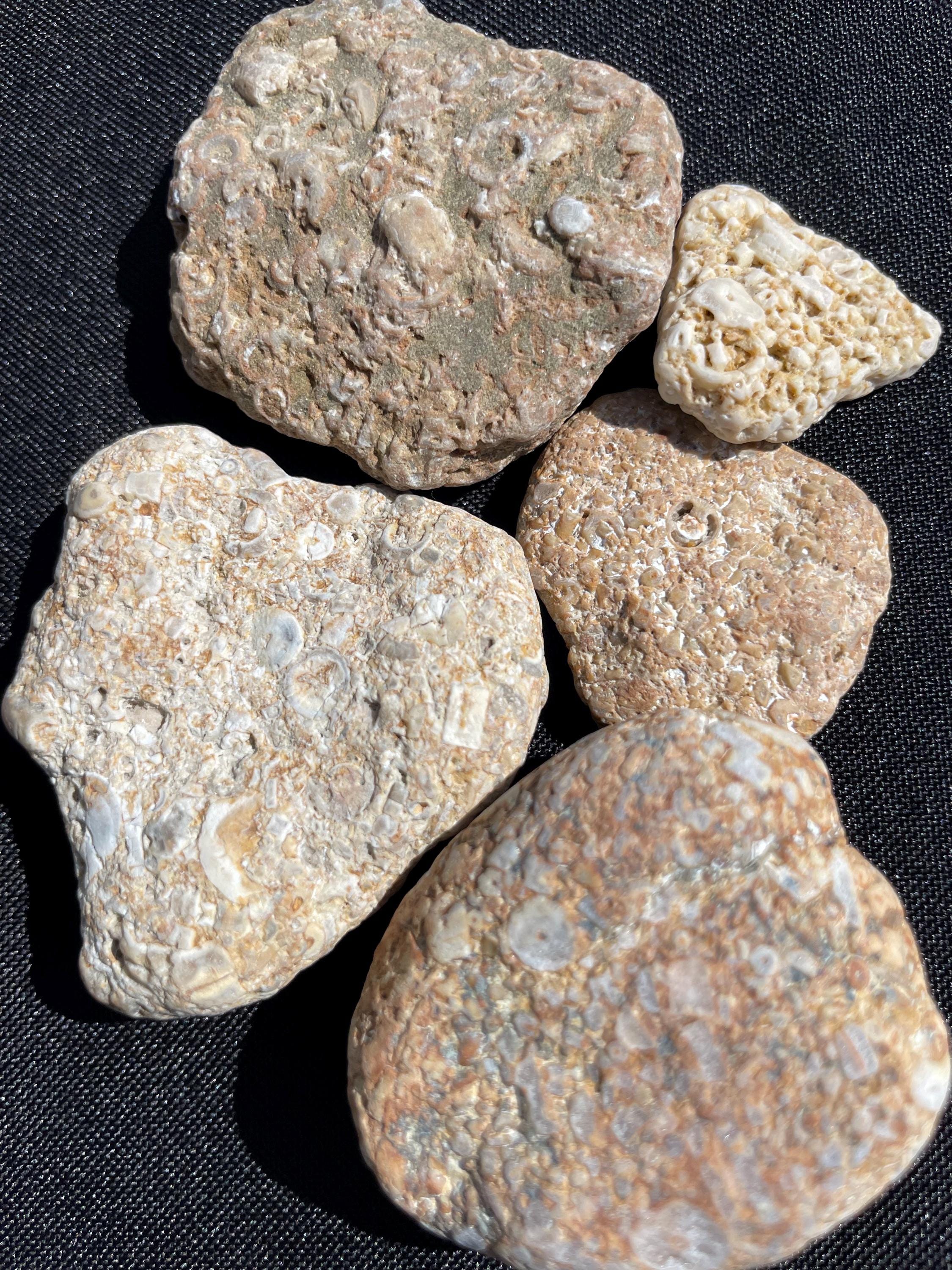 Coquina Sedimentary Rock