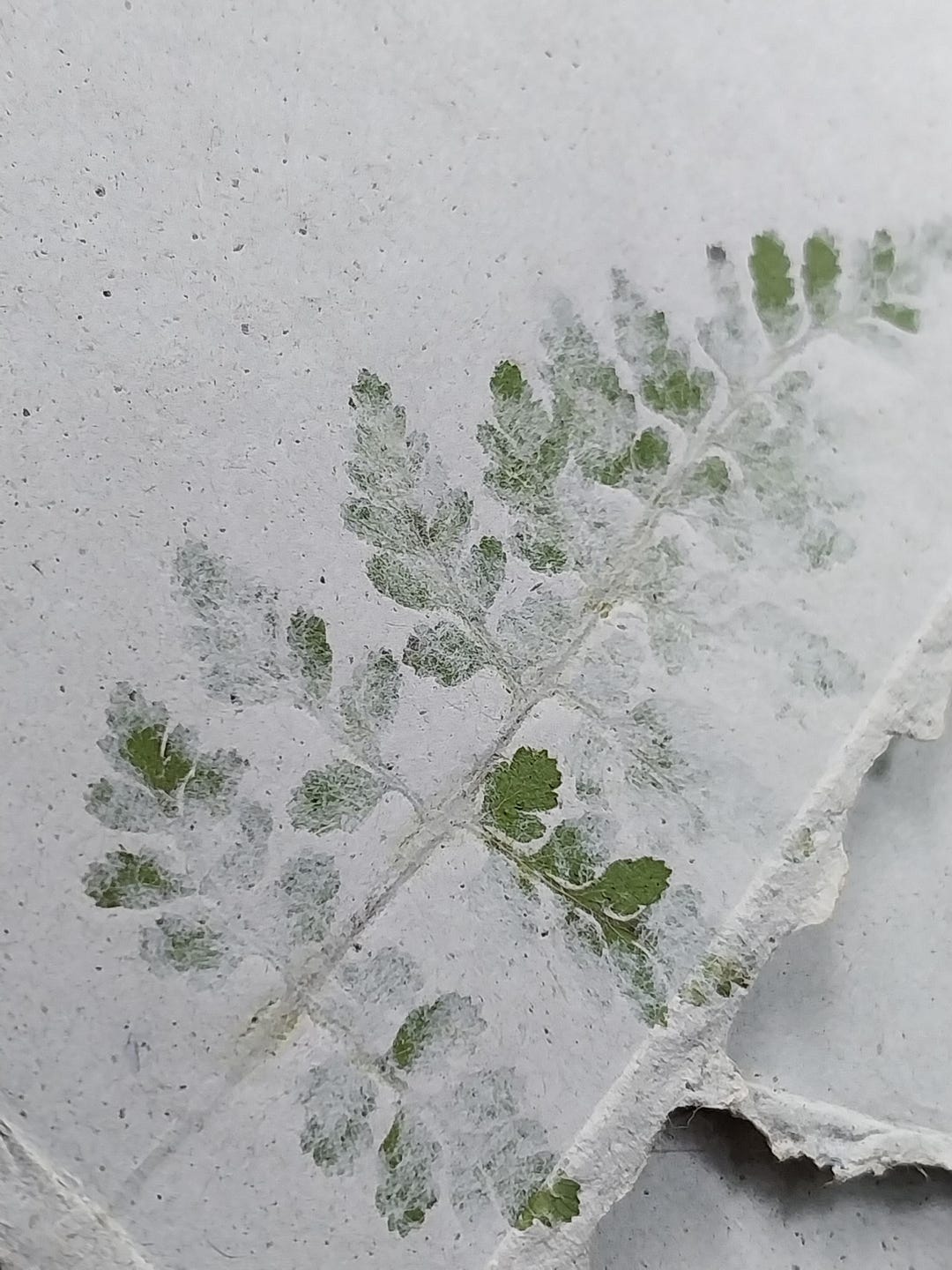 Fern 12 Pack 4x6 Inch Paper Bundle I Fern Leaf Paper | Soft Paper I ...