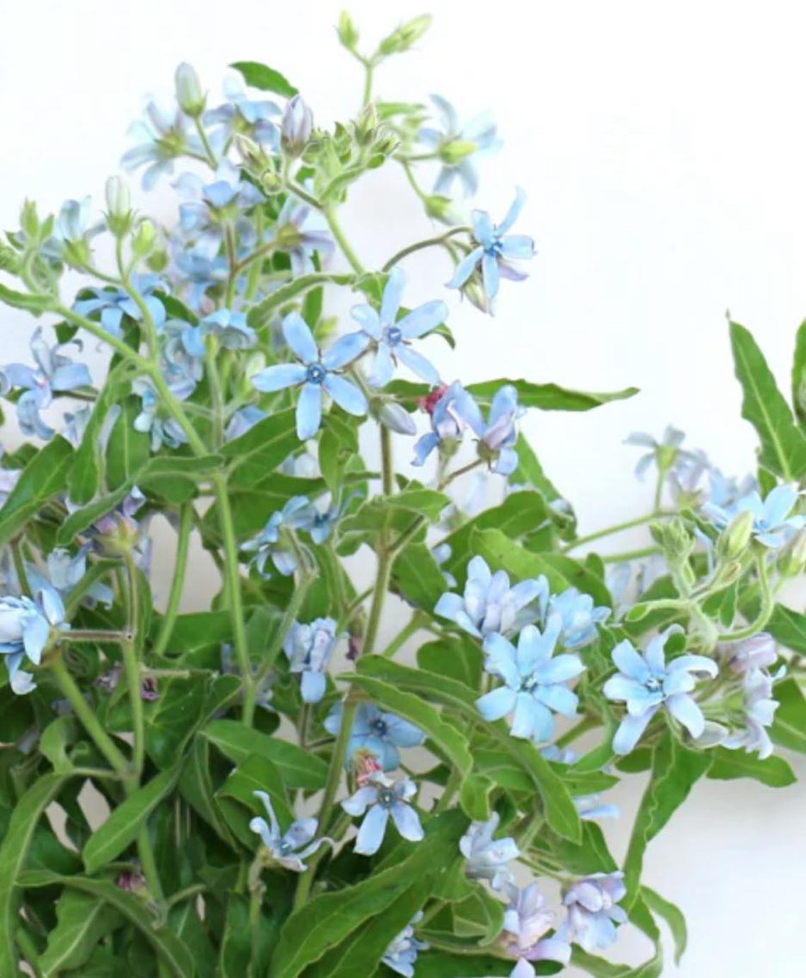 Tweedia Heavenly Blue 15 Seeds Milkweed Oxypetalum Coeruleum - Etsy