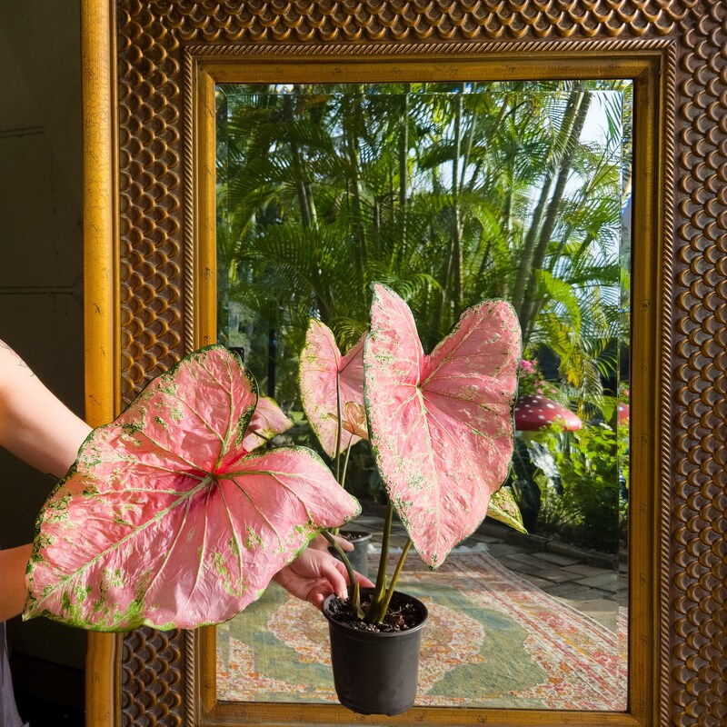 Caladium - Etsy