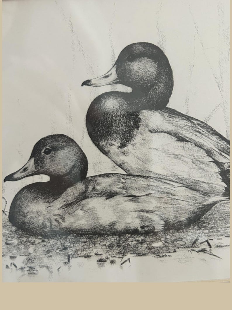 Framed Art Duck Wildlife Drawing, Vintage Waterfowl Art, Gold Frame ...