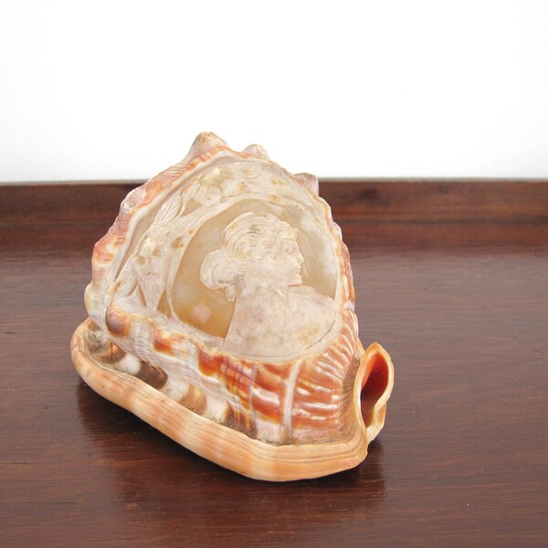 Conch Seashell - Etsy