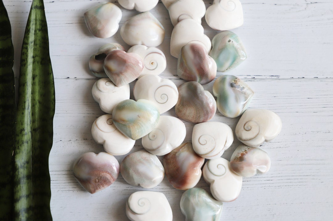 Shiva Shell Heart, Shiva Eye, Shiva Stone, Eye of Shiva, Evil Eye ...