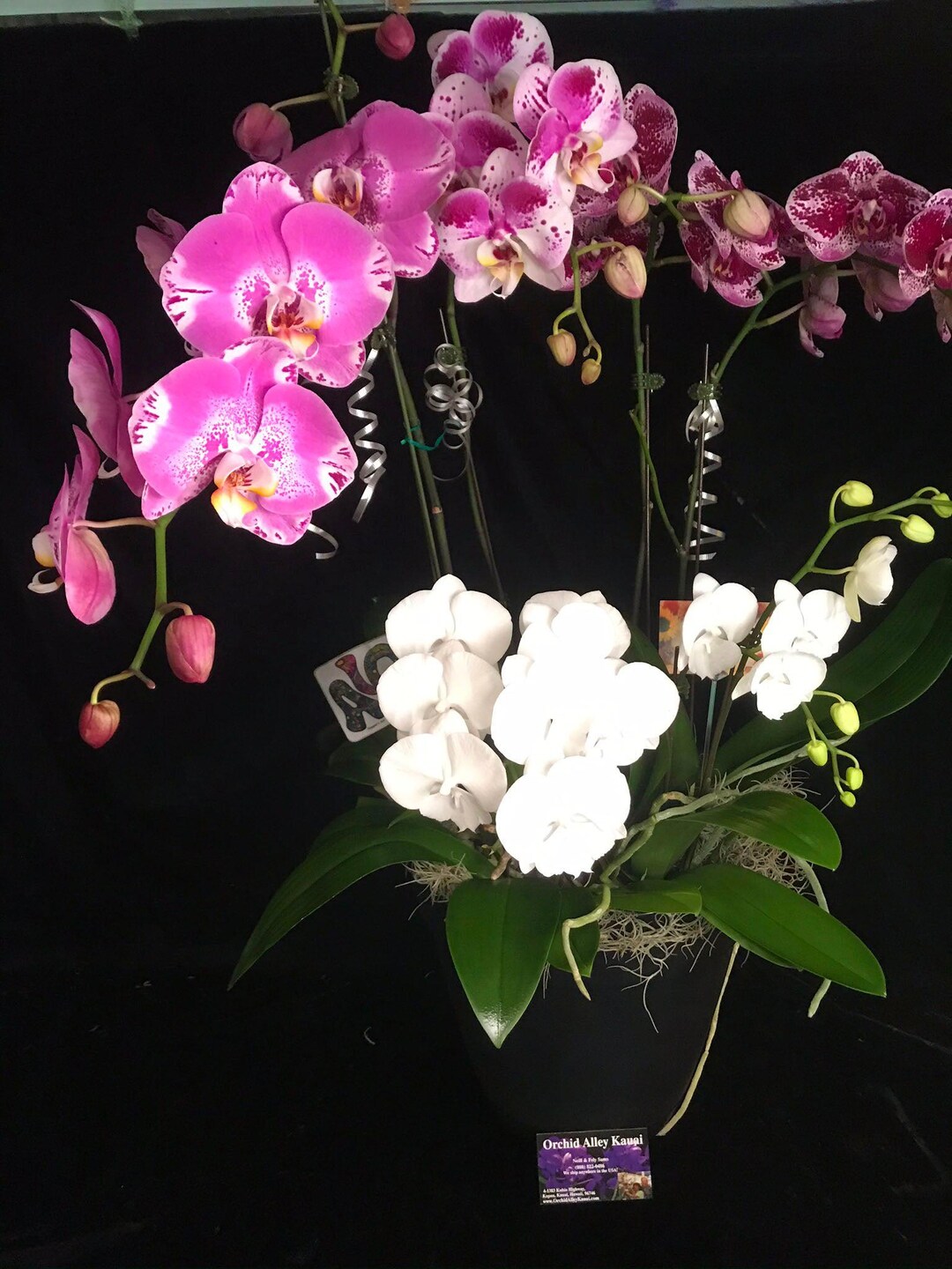 The "mayor's Basket" 5 Orchid Gift Basket - Etsy