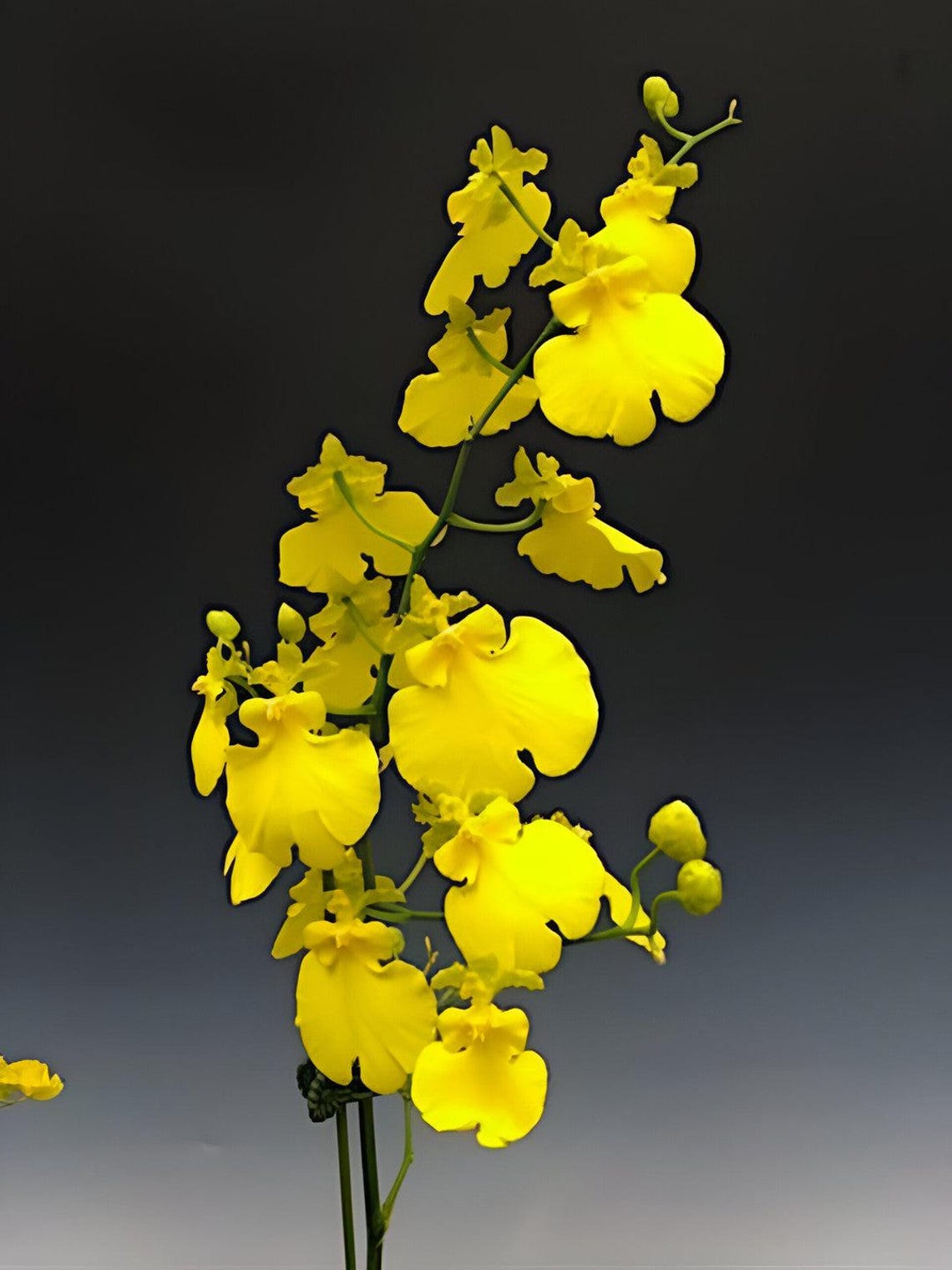 Onc. Sweet Sugar “lemon Drop” - Etsy