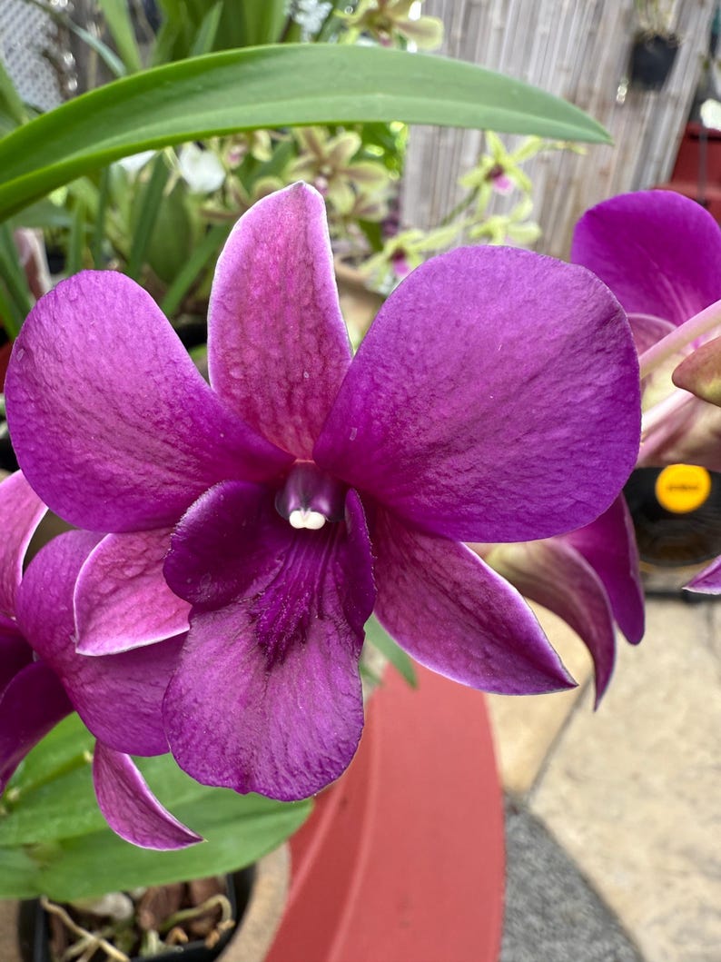 Dendrobium Blue Waxy Orchid - Etsy