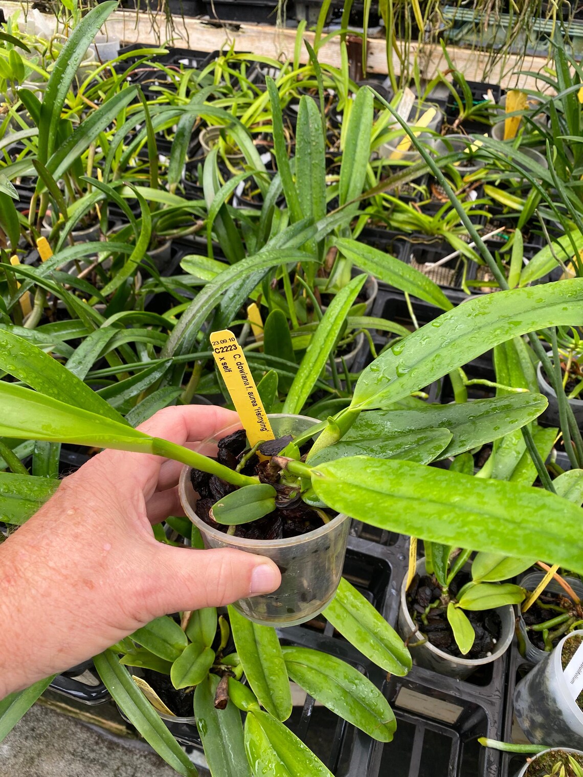 Cattleya Dowiana Frma Aurea 'net Dream' Rare Orchid - Etsy