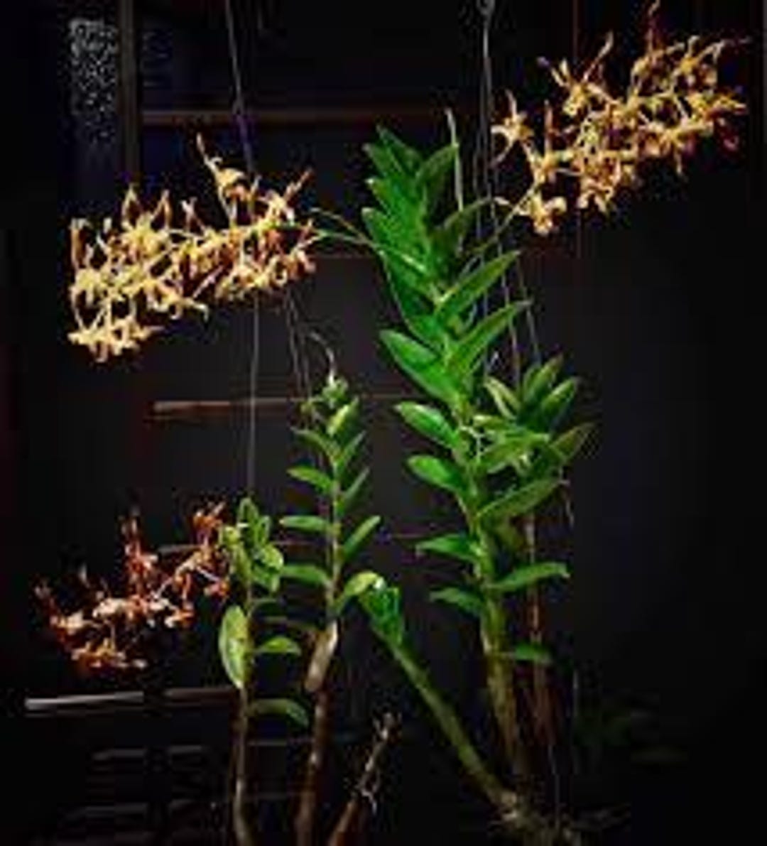 Dendrobium Tangerinum Orchid: Vivid Orange Miniature Antelope Flower - Etsy