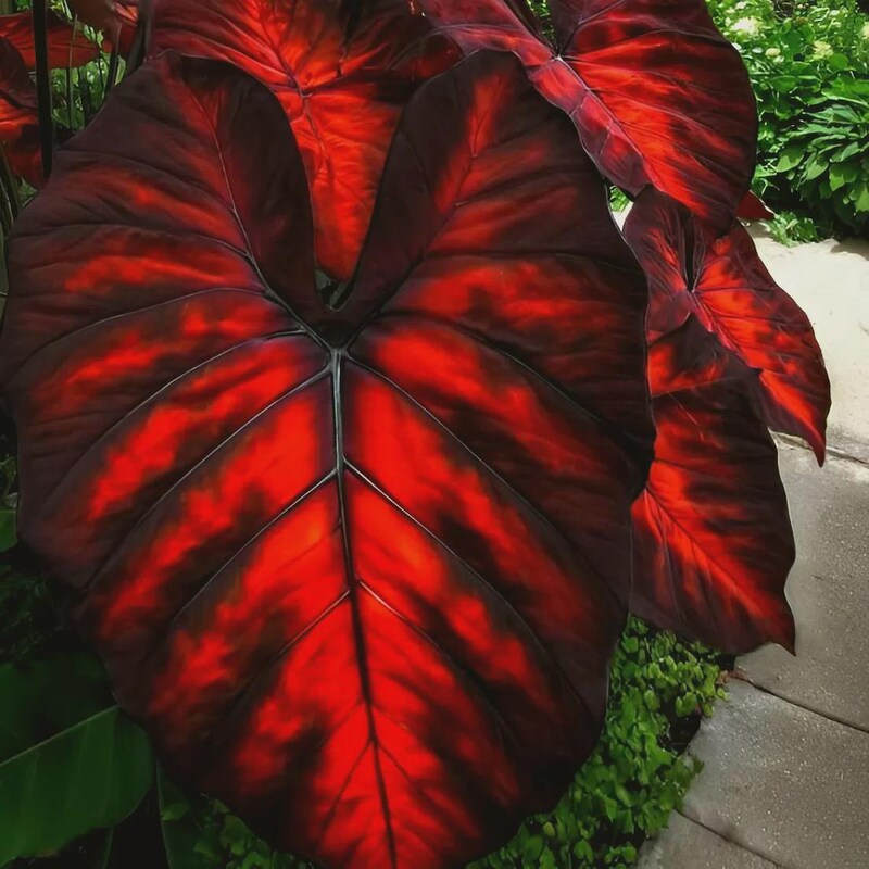 Black and Red Hosta Plants - Etsy