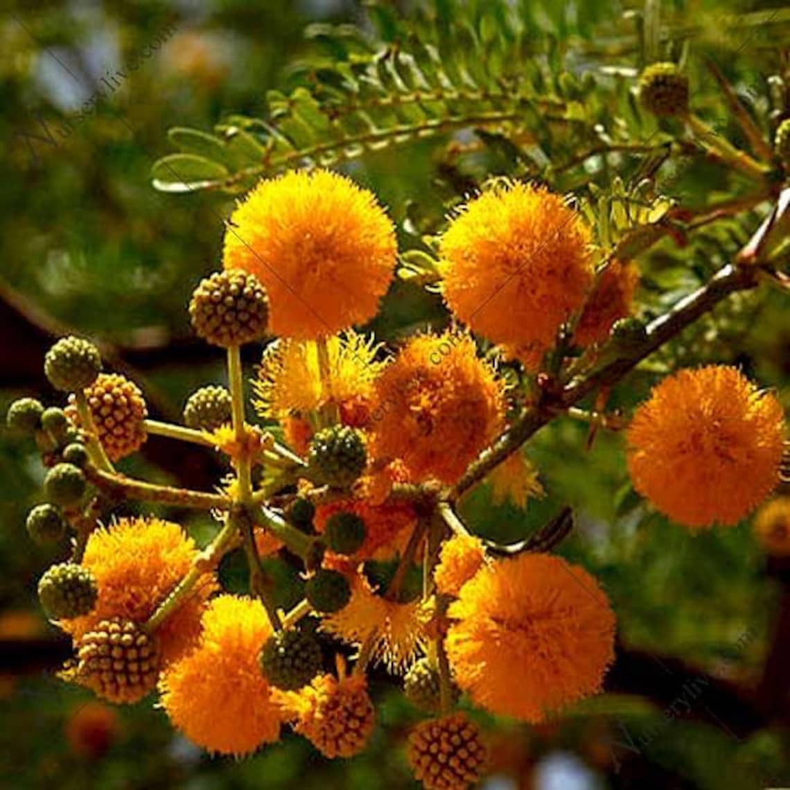 Sweet Acacia Tree Seeds 15 Seeds - Etsy