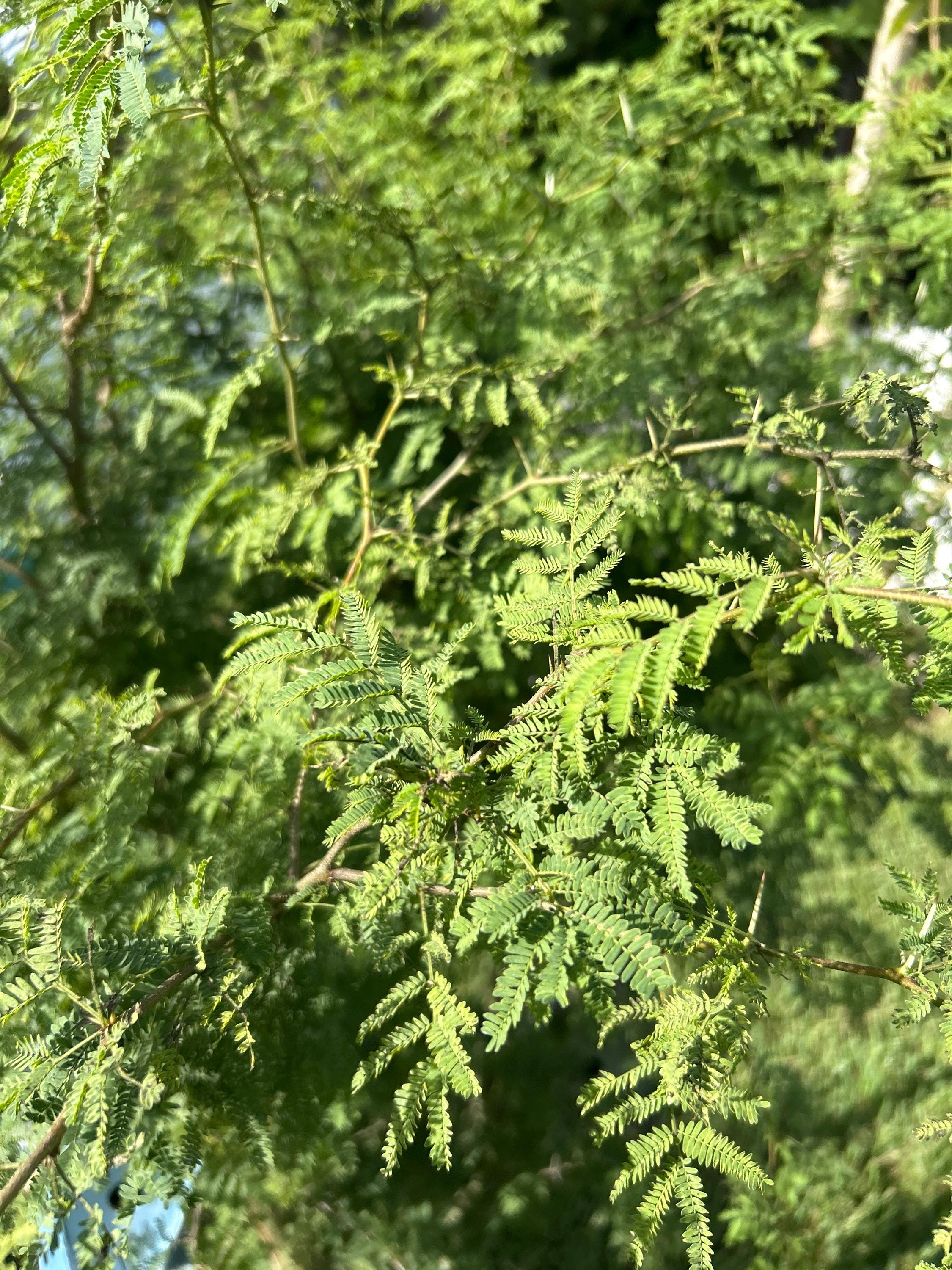 Sweet Acacia Tree Seeds 15 Seeds - Etsy