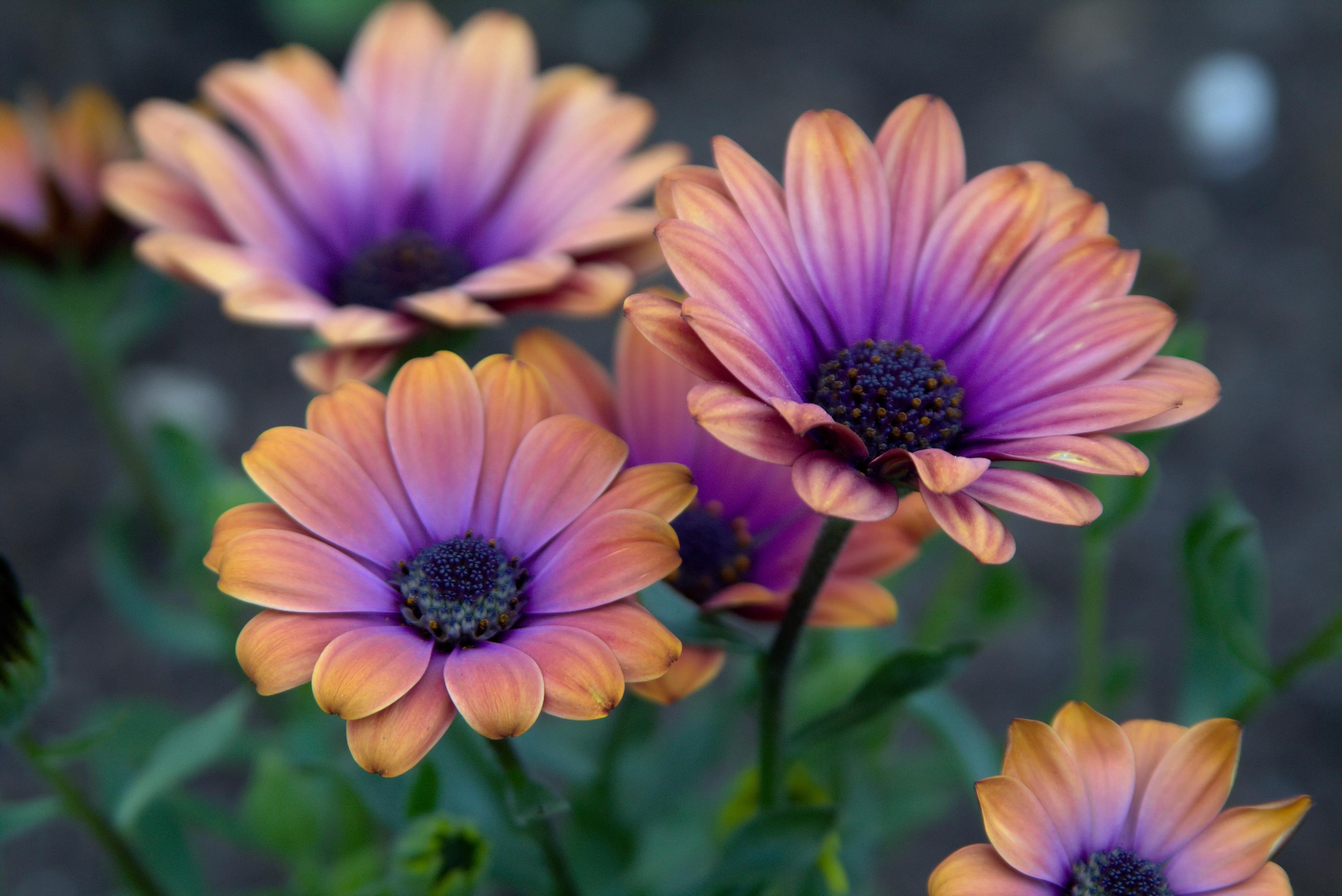 Macro Flower Photography Instant Download, Multiple Sizes, High ...