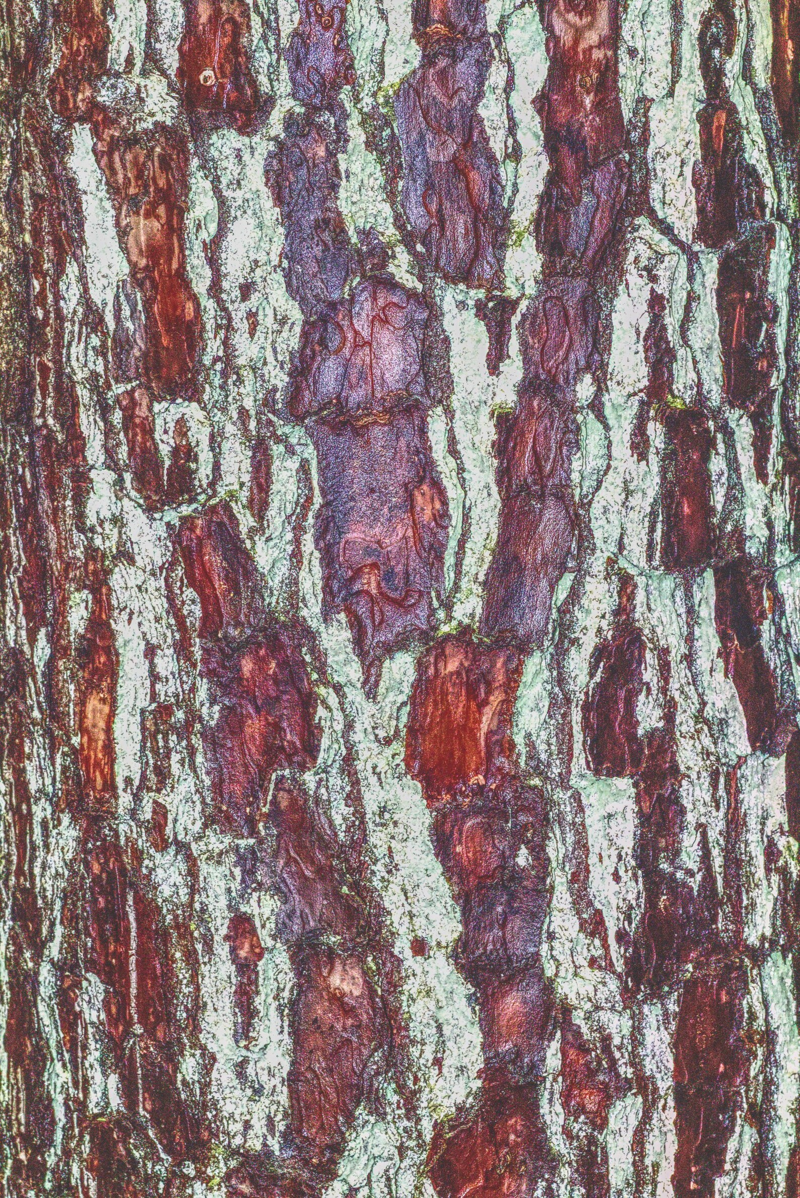 Colorful Tree Bark Texture Instant Download, Multiple Sizes, High ...