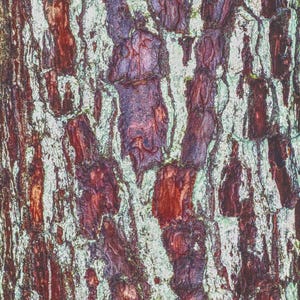 Colorful Tree Bark Texture Instant Download, Multiple Sizes, High ...