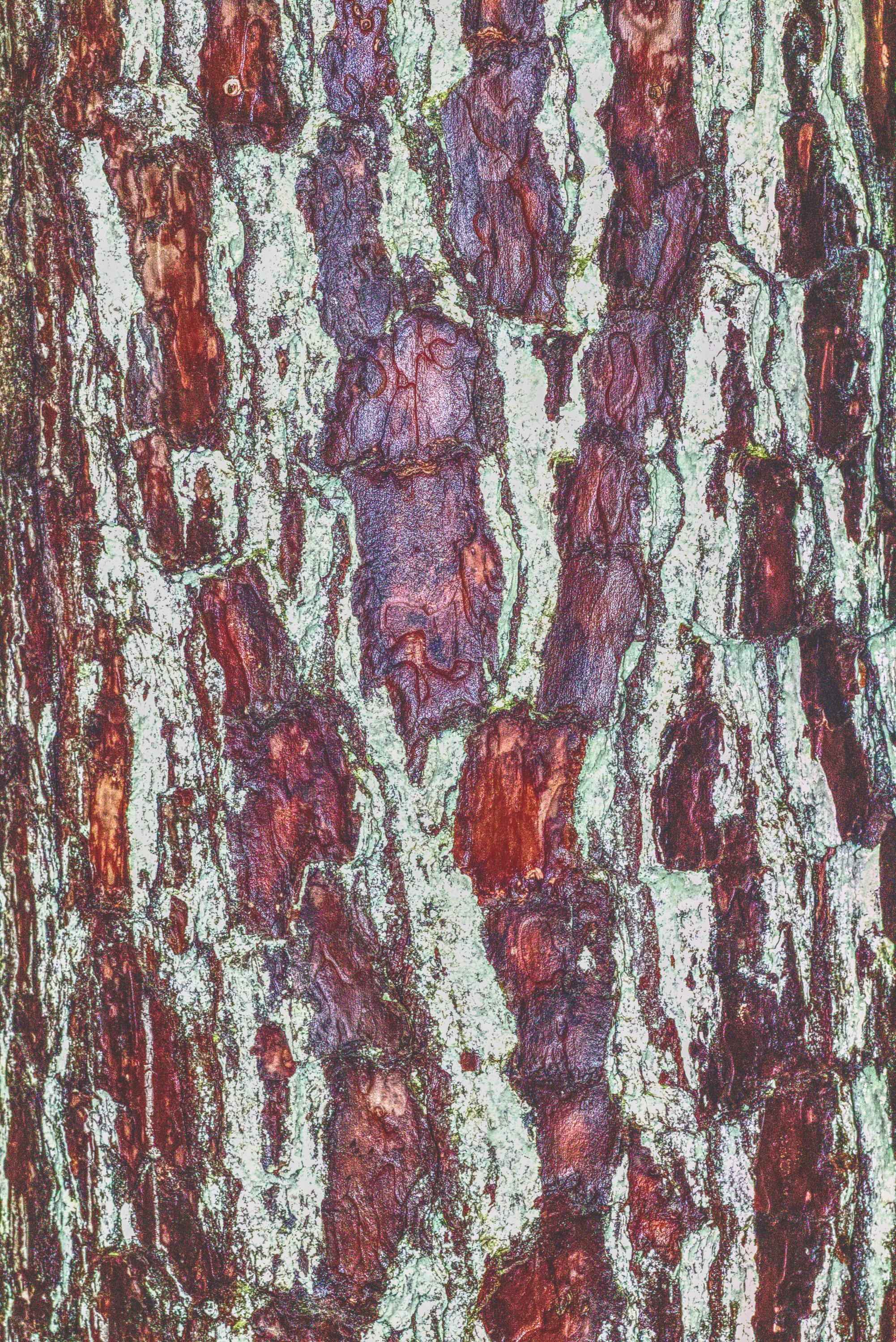 Colorful Tree Bark Texture Instant Download, Multiple Sizes, High ...