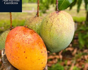 Coconut Cream Mango Tree - Grafted Tree - 1 Feet Tall -grafted - Ship ...