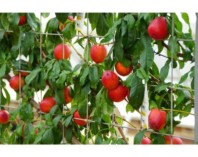 Miniature Nectarine – Small-fruited Nectarine Tree - Etsy