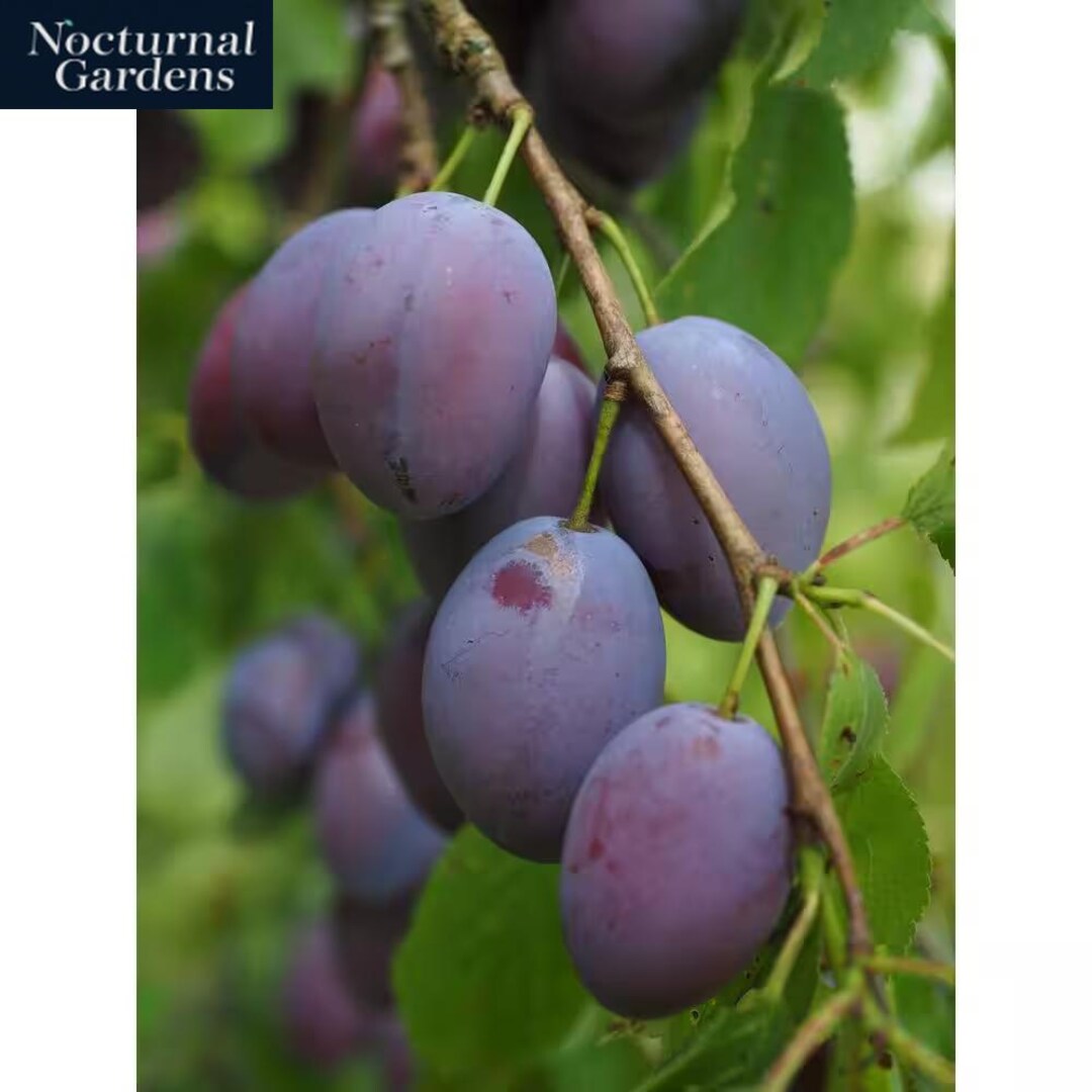 Dwarf Italian Plum Tree Bare Root - Etsy