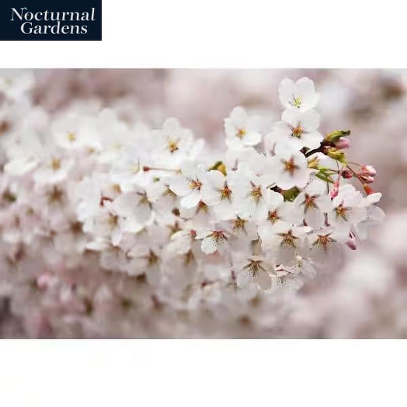 Mt. Fuji Cherry Blossom Tree Bare Root - Etsy