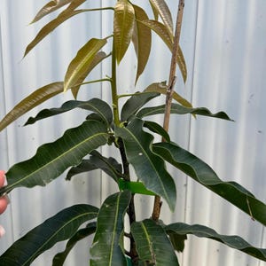 Lemon Zest - Grafted Mango Tree - Live Plant - Etsy