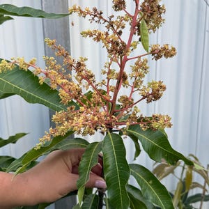Lemon Zest - Grafted Mango Tree - Live Plant - Etsy