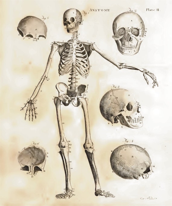 Skeleton Vintage Image Frontal View Download | Etsy
