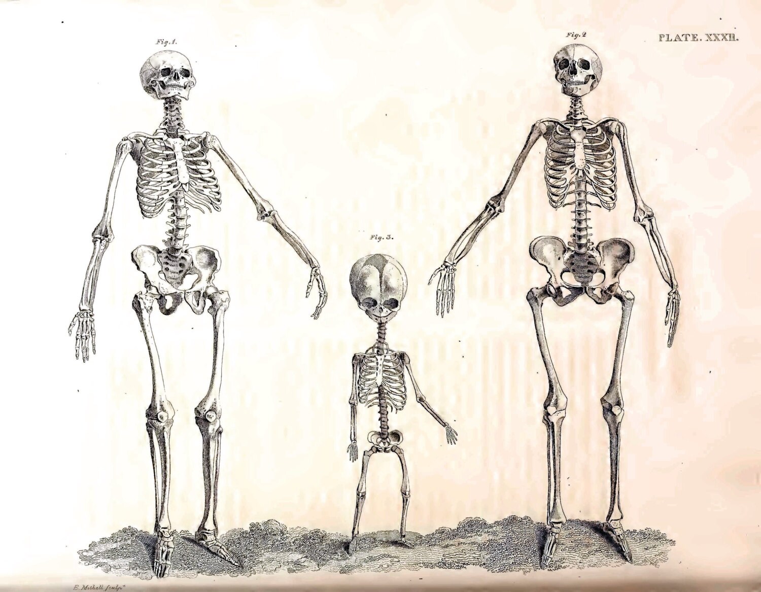 Skeleton Vintage Image 3 Skeletons Download - Etsy