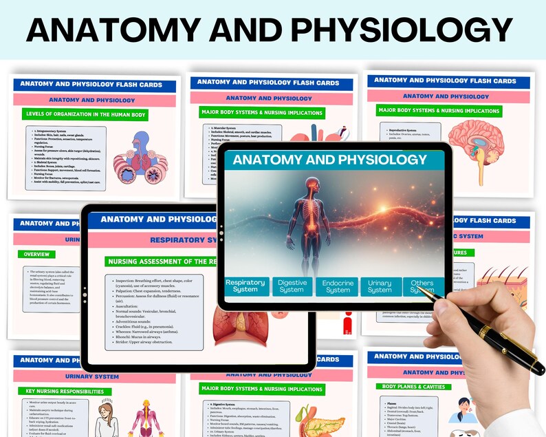 Anatomy & Physiology Flashcards Bundle | A and P Notes for Nursing ...