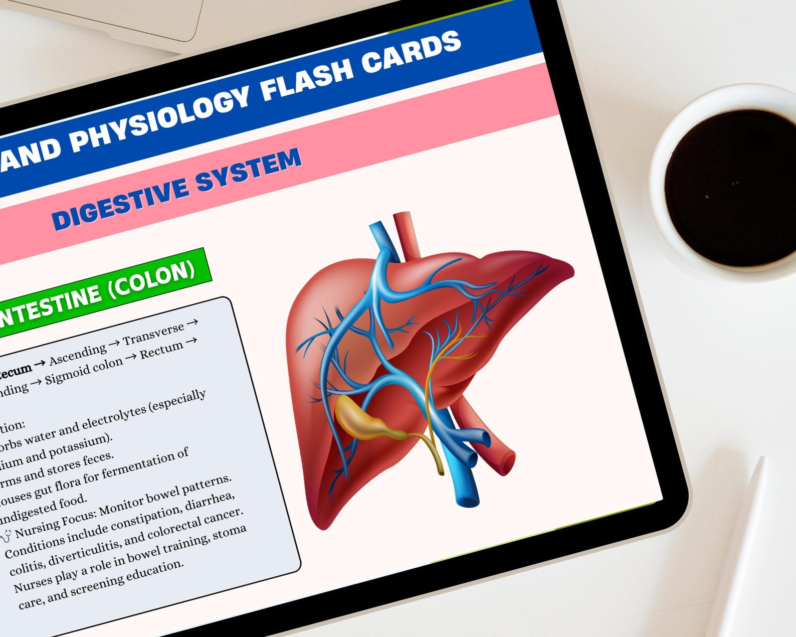 Anatomy & Physiology Flashcards Bundle | A and P Notes for Nursing ...