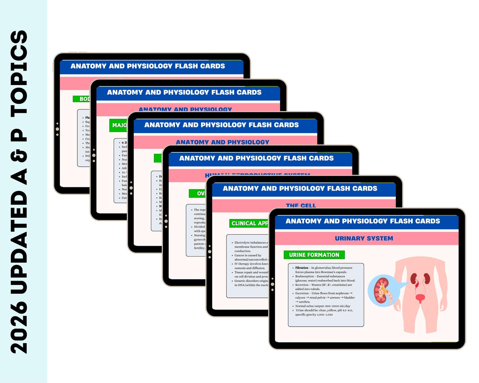 Anatomy & Physiology Flashcards Bundle | A and P Notes for Nursing ...