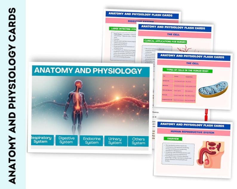 Anatomy & Physiology Flashcards Bundle | A and P Notes for Nursing ...