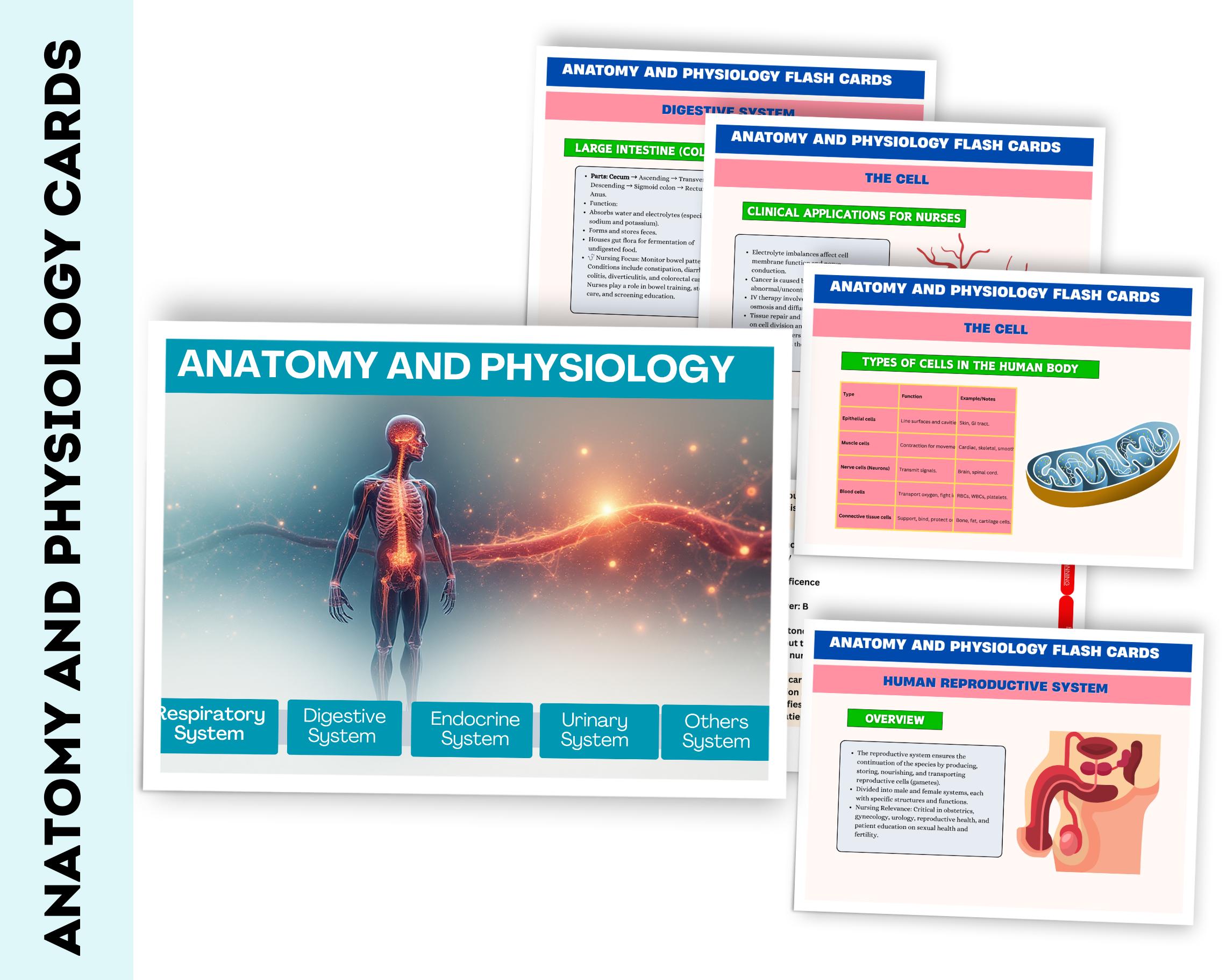 Anatomy & Physiology Flashcards Bundle | A and P Notes for Nursing ...