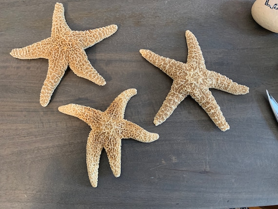 Real Starfish