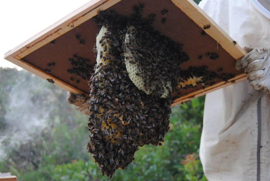 DIY Bee Venom Balm Kit: Natural Skincare Gift Set for Homemade Beauty ...