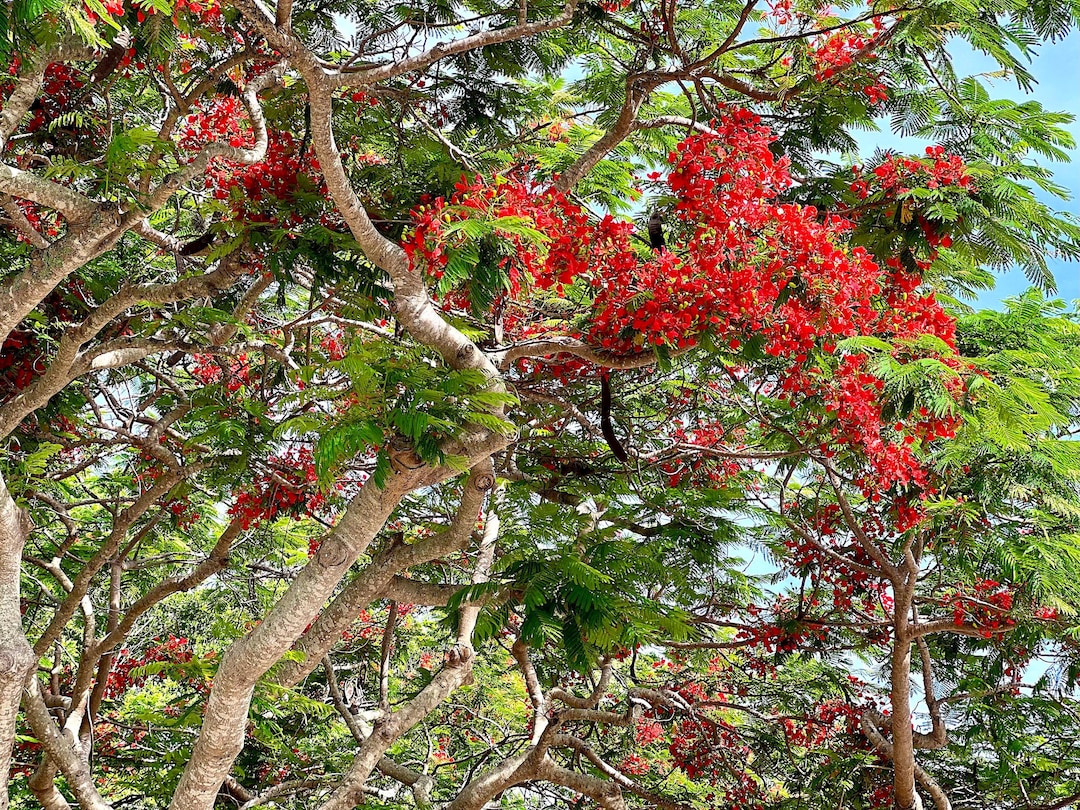 Flamboyant Tree Wall Art Royal Poinciana Photography Tropical Flower ...