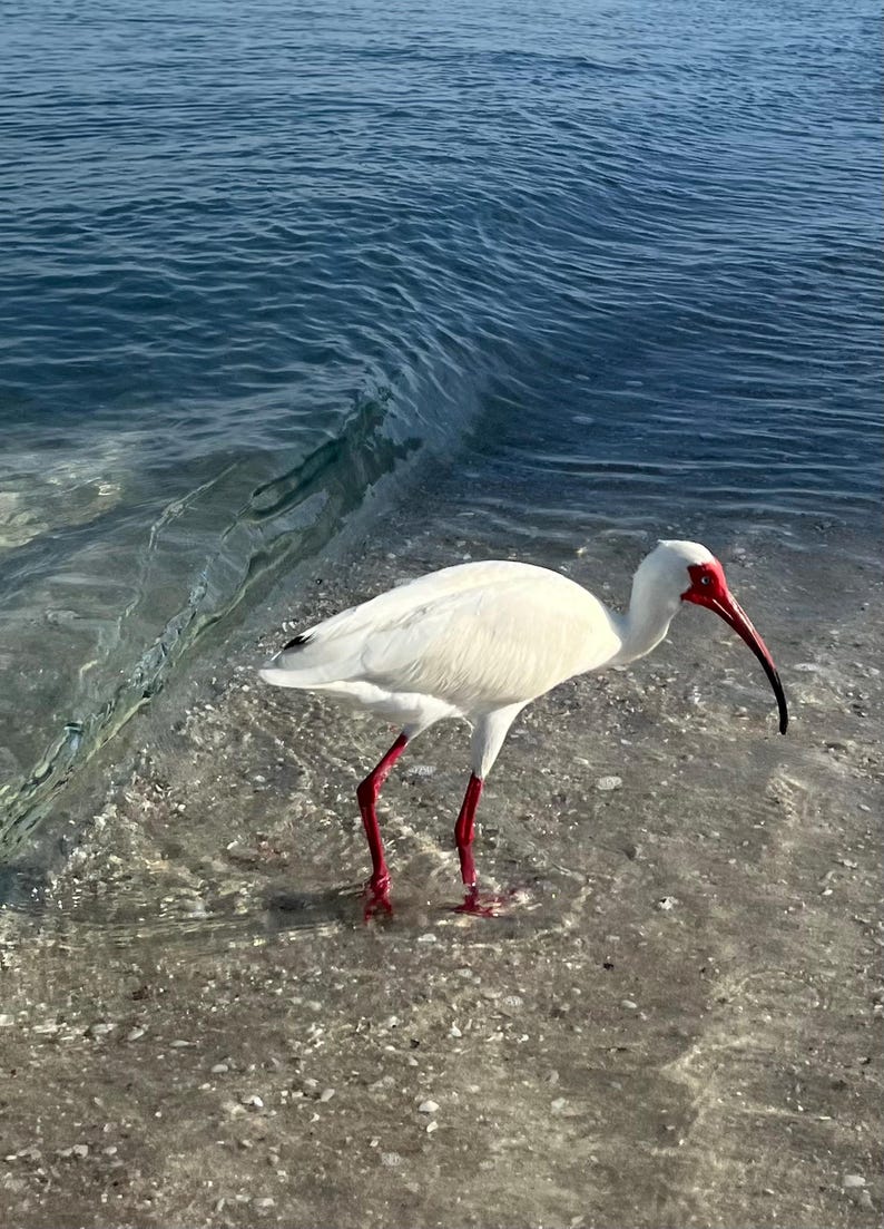 Florida Beach Photography Print: Seascape With Ibis Birds, Coastal Wall ...
