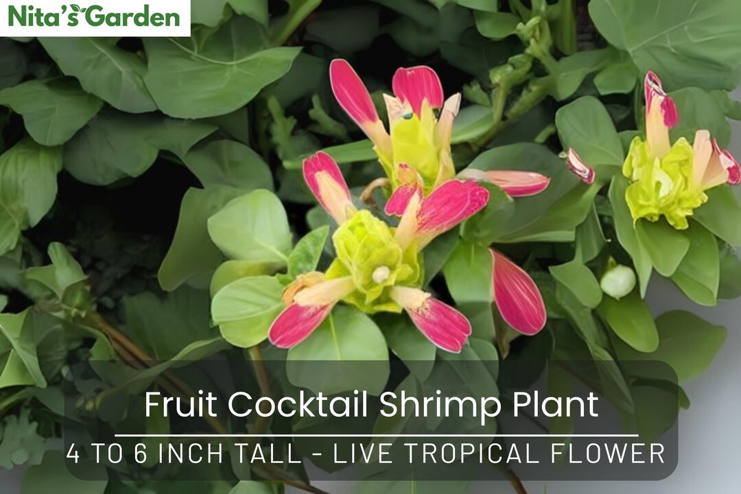 Fruit Cocktail Shrimp Plant: Live Tropical Flower, Hummingbird ...
