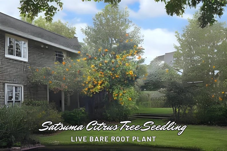 Satsuma Citrus Tree Seedling | Live Bare Root Plant | Easy Peel Sweet ...