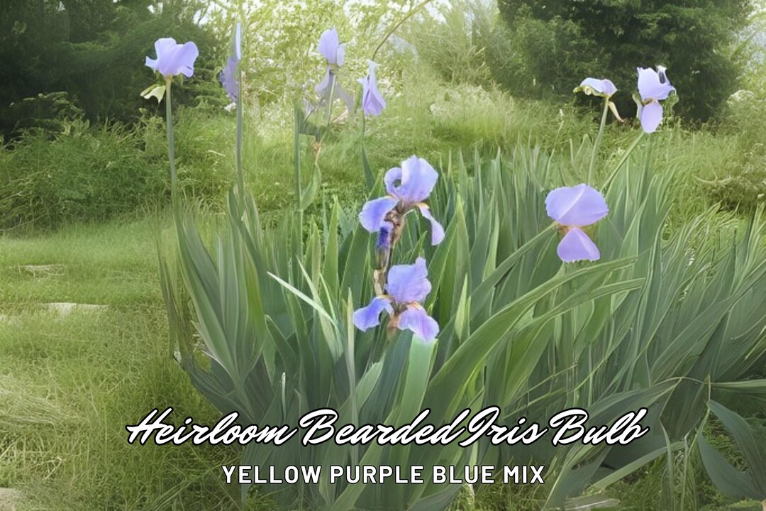 Heirloom Bearded Iris Bulb: Yellow, Purple & Blue Andalusian Mix - Etsy