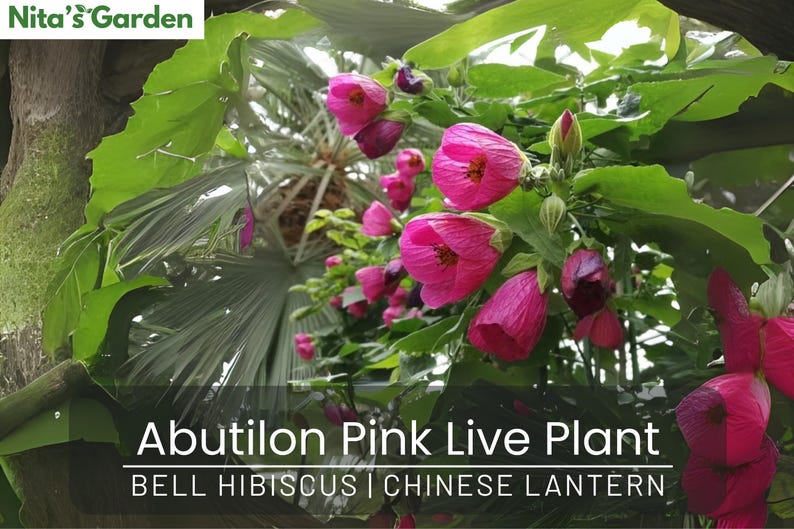 Abutilon Pink Live Plant: Bell Hibiscus, Chinese Lantern - 4-6" Tall - Etsy